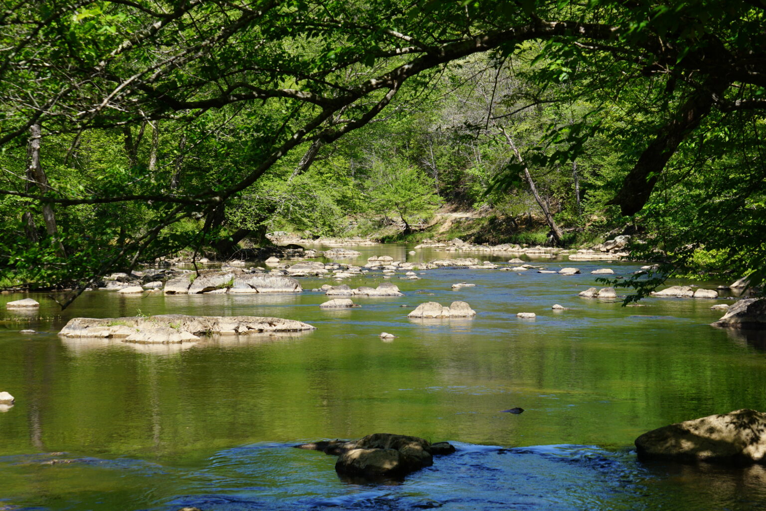 Celebrating Earth Day Every Day: A Tribute to Conservation Efforts in ...